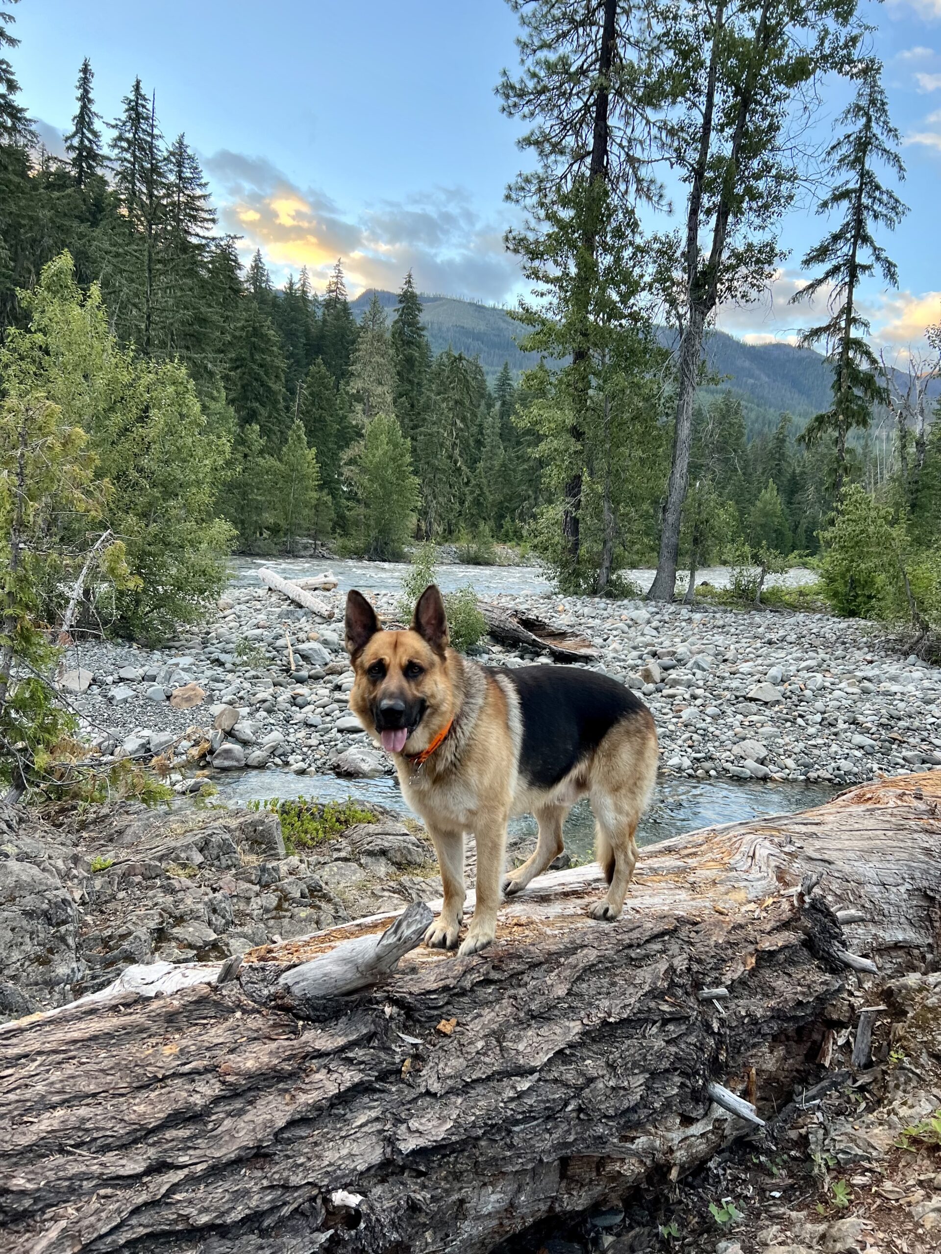 Bullet - Recovery Beyond